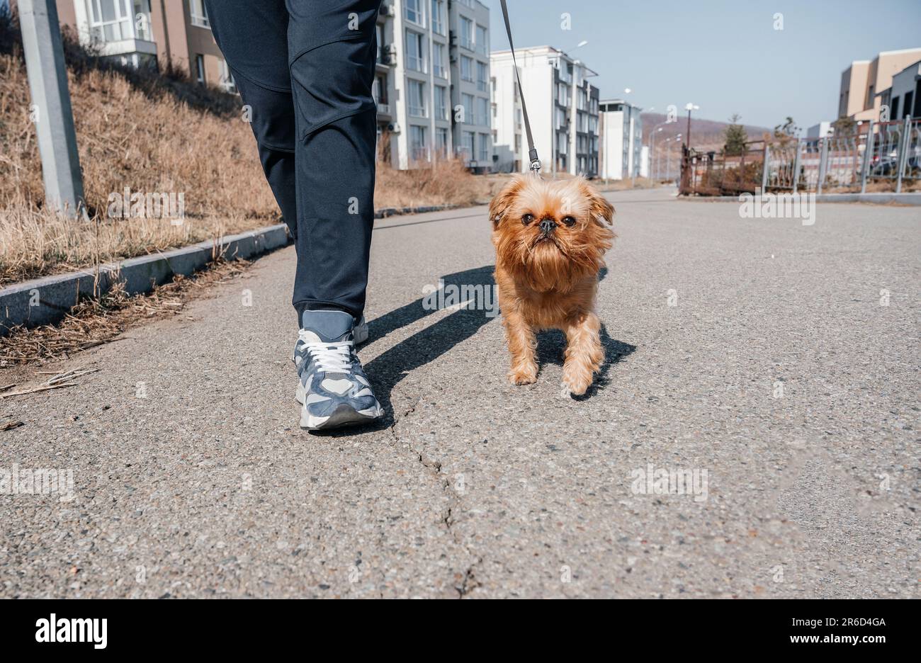Woman walking dog brussels hi-res stock photography and images - Alamy