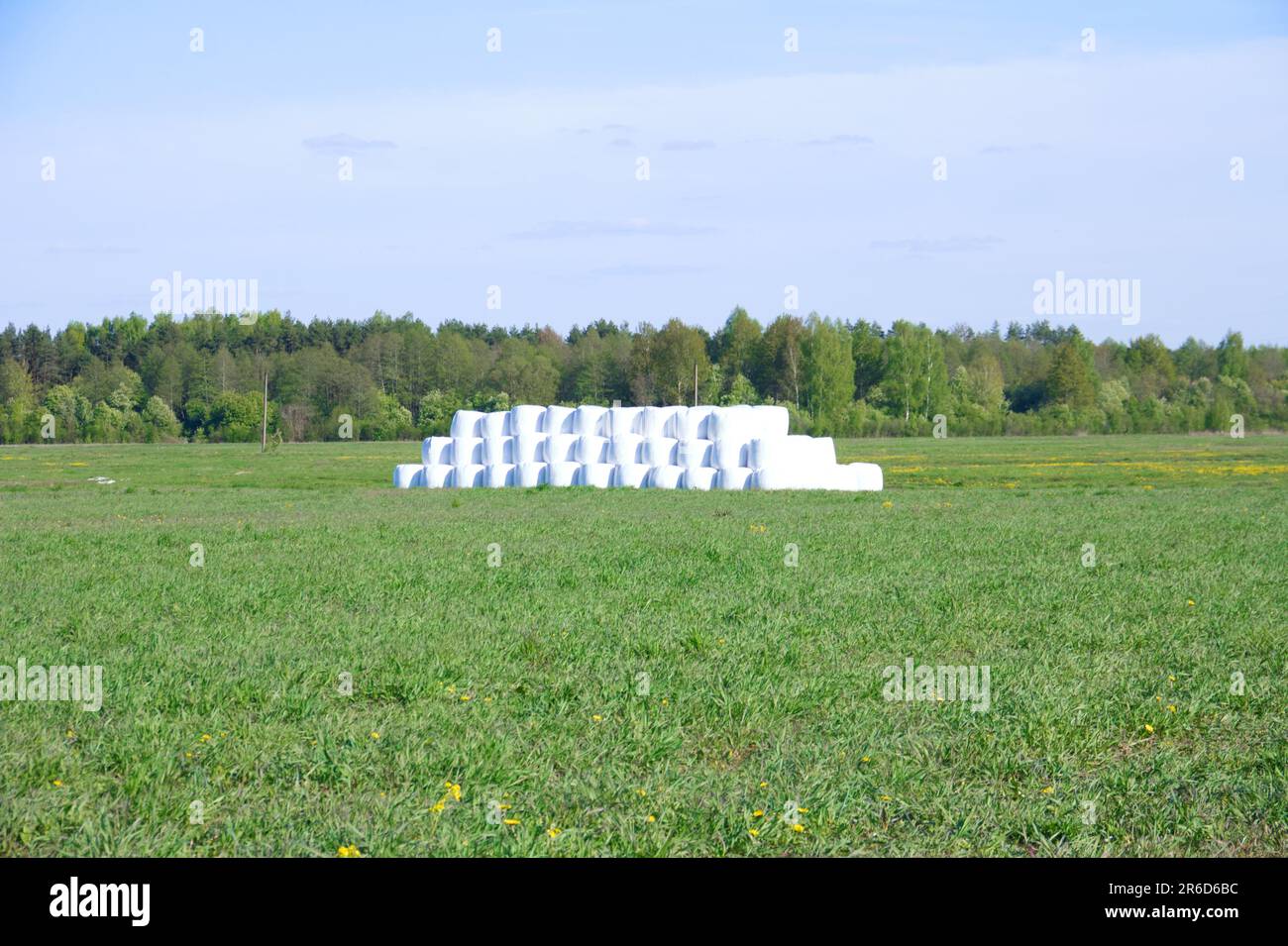 Haystack in green summer field. Straw wrapped in white plastic rolls ...