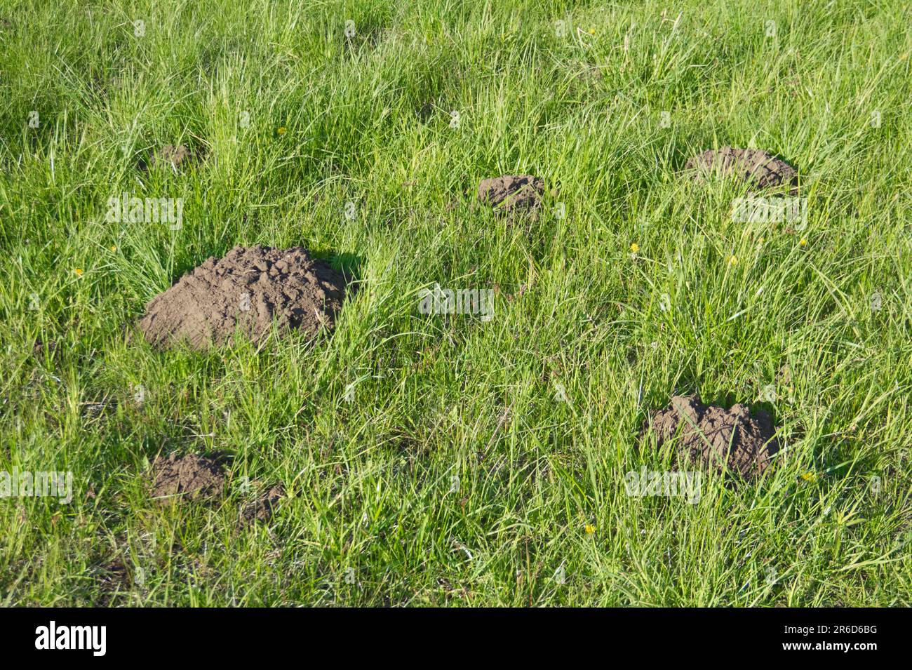 Molehill in green field. Hole of garden pest, common mole, in meadow ...