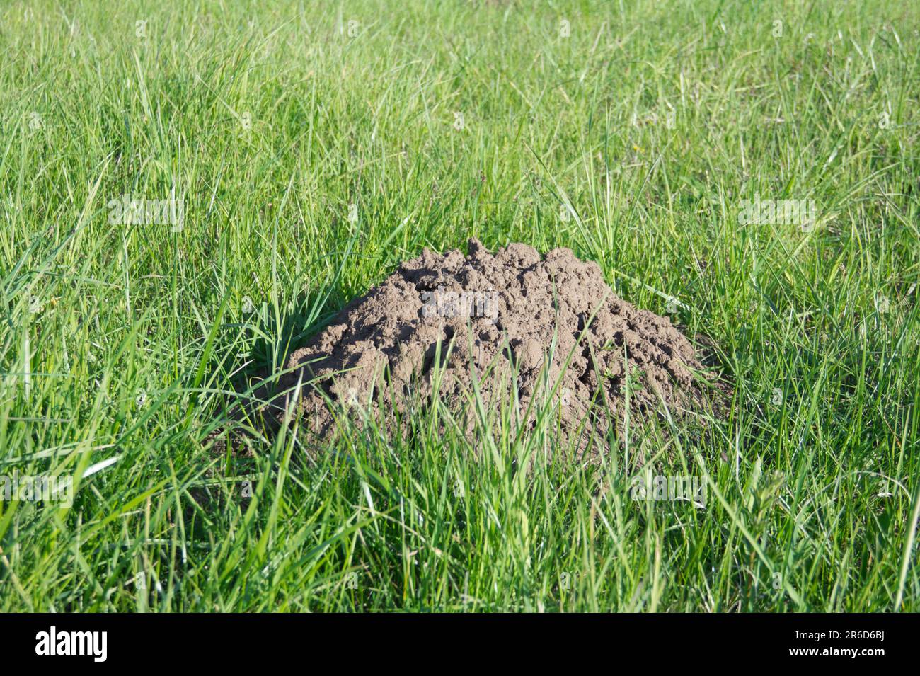 Mole digging burrow hi-res stock photography and images - Alamy