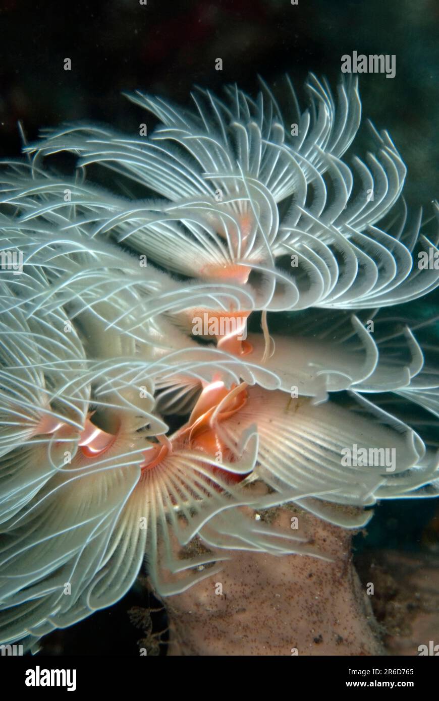Tube Worm, Spirobranchus sp, feeding with feathery crown from ...