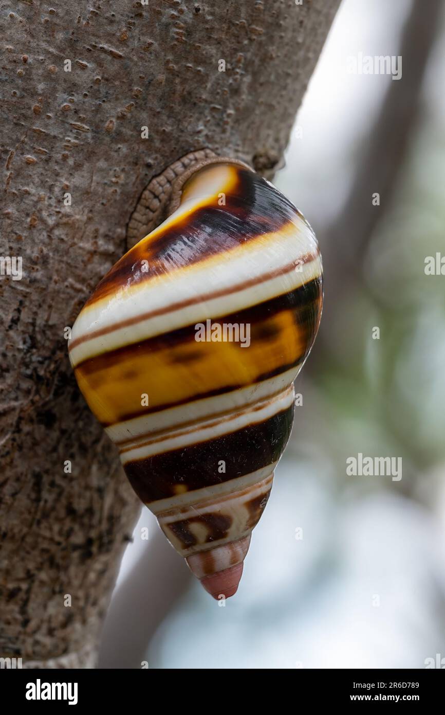 Liguus Tree Snail - Liguus fasciatus - on Gumbo Limbo Tree - Bursera ...