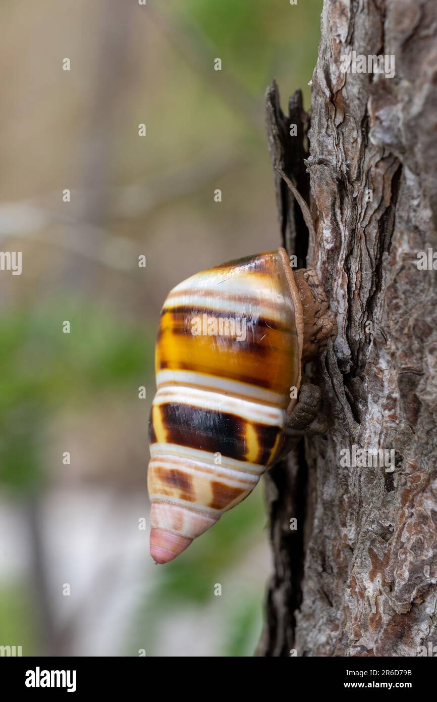 Liguus Tree Snail - Liguus fasciatus - on Gumbo Limbo Tree - Bursera ...