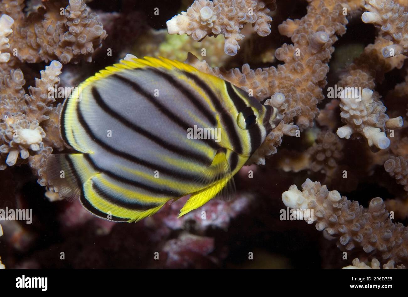 Meyersi hi-res stock photography and images - Alamy