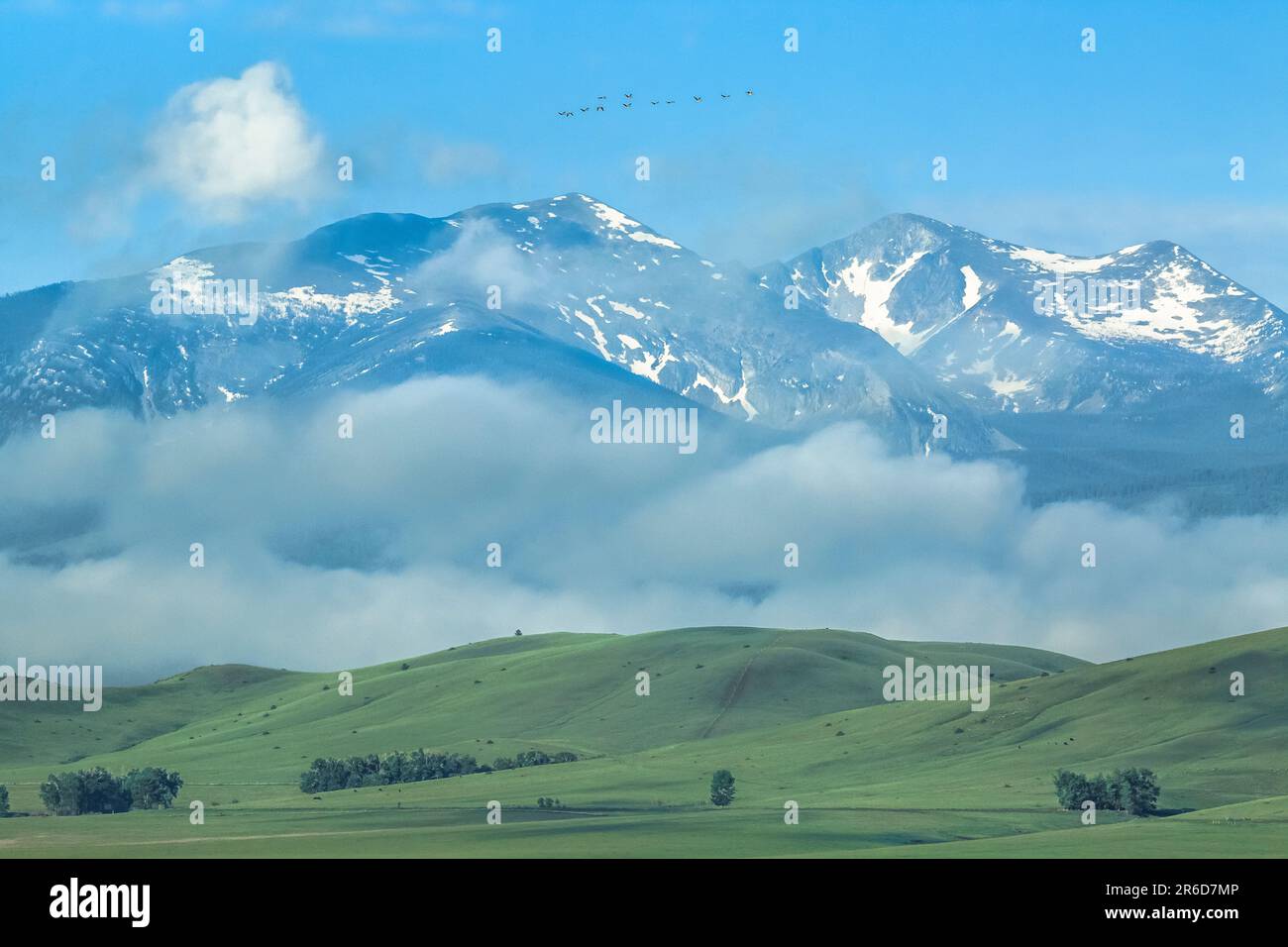 flock of geese flying over valley fog and peaks of the flint creek ...