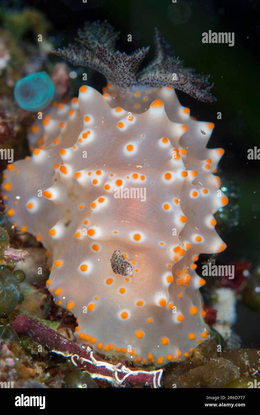 Batangas Halgerda Nudibranch, Halgerda batangas, Kalabahi Bay dive site ...