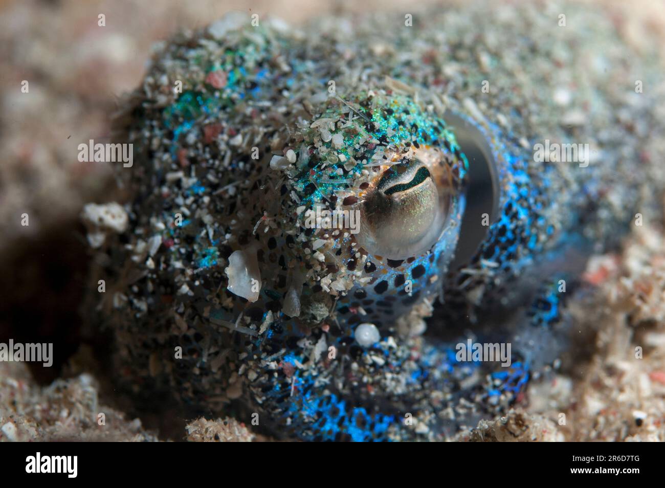 Berrys bobtail squid hi-res stock photography and images - Alamy
