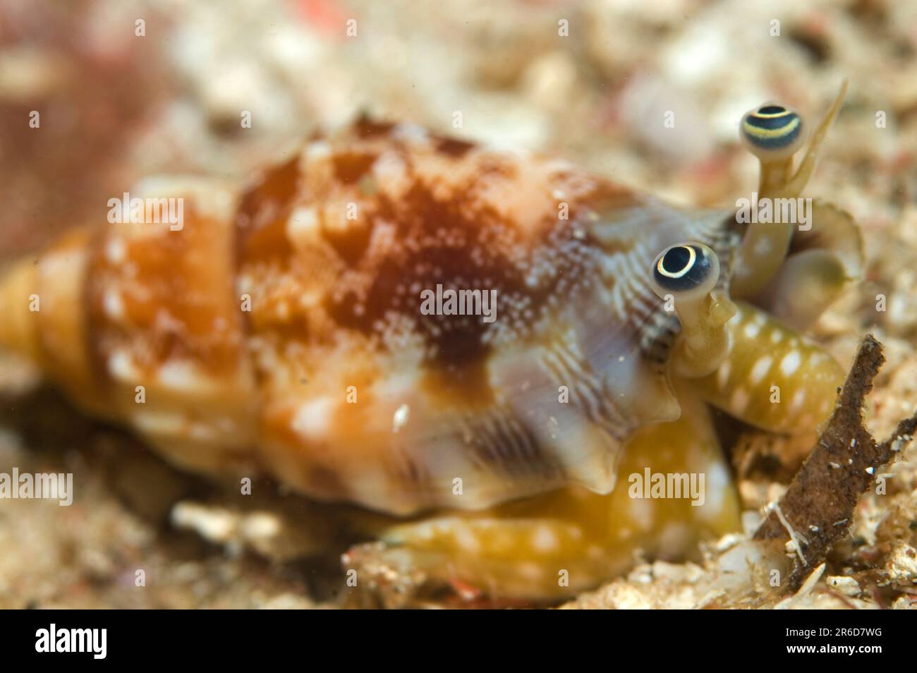 Toothed Conch, Tridentarius dentatus, eyes, Kalabahi Bay, Alor, Banda ...