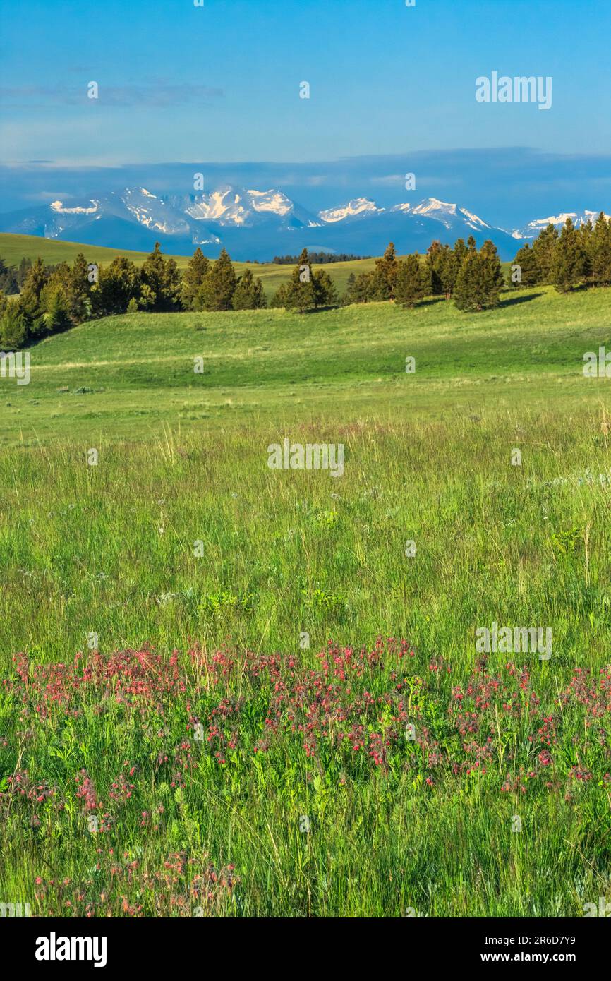 prairie smoke wildflowers in a meadow below the flint creek range near ...