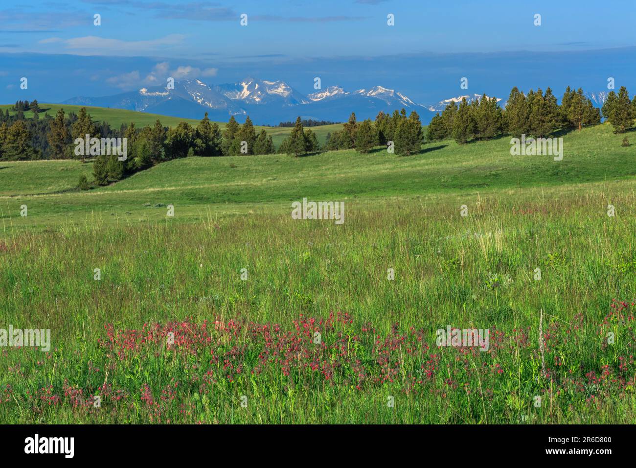 prairie smoke wildflowers in a meadow below the flint creek range near ...