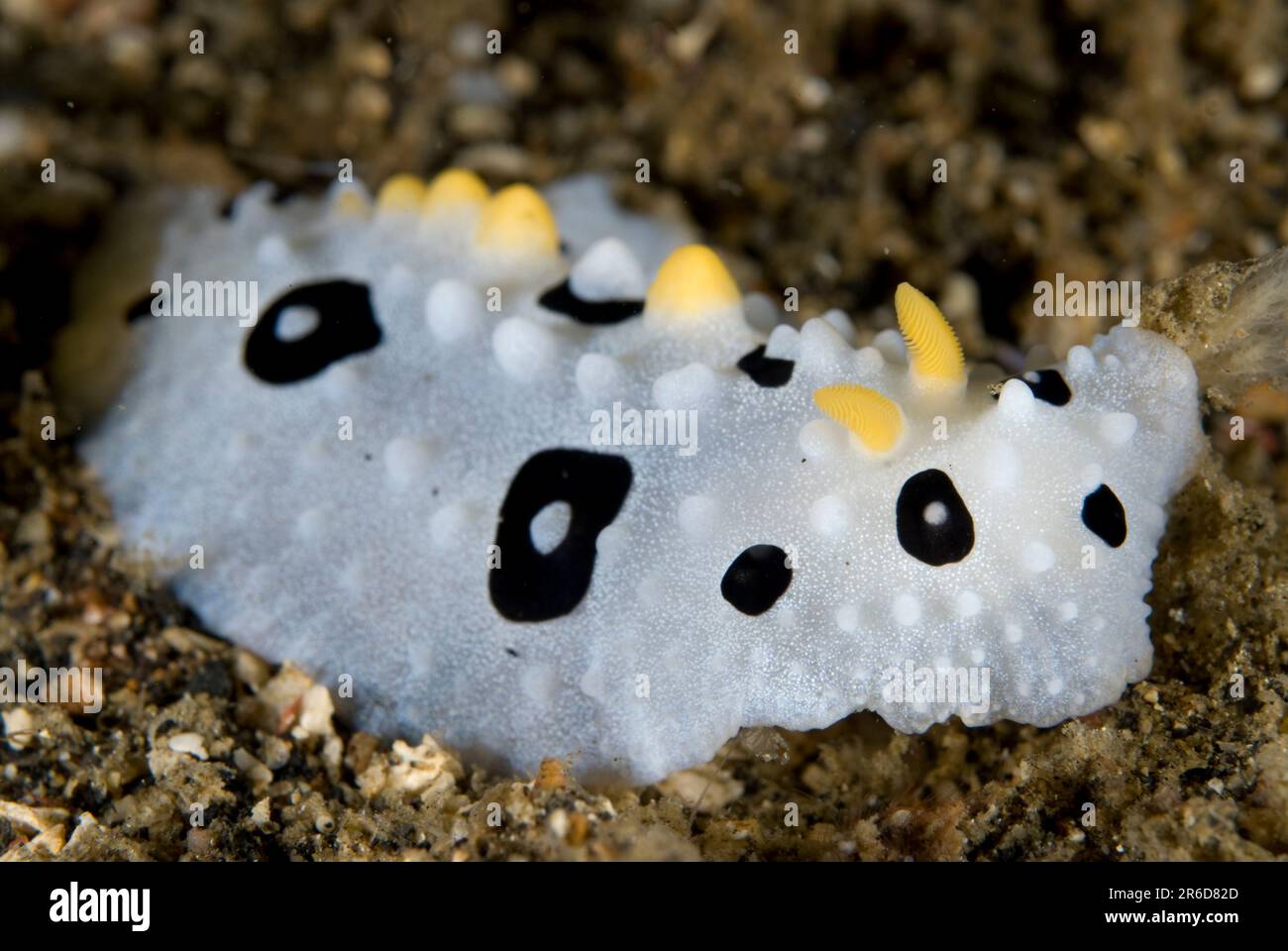 Baba's Phyllidia Nudibranch, Phyllidia babai, Nudi Retreat dive site ...