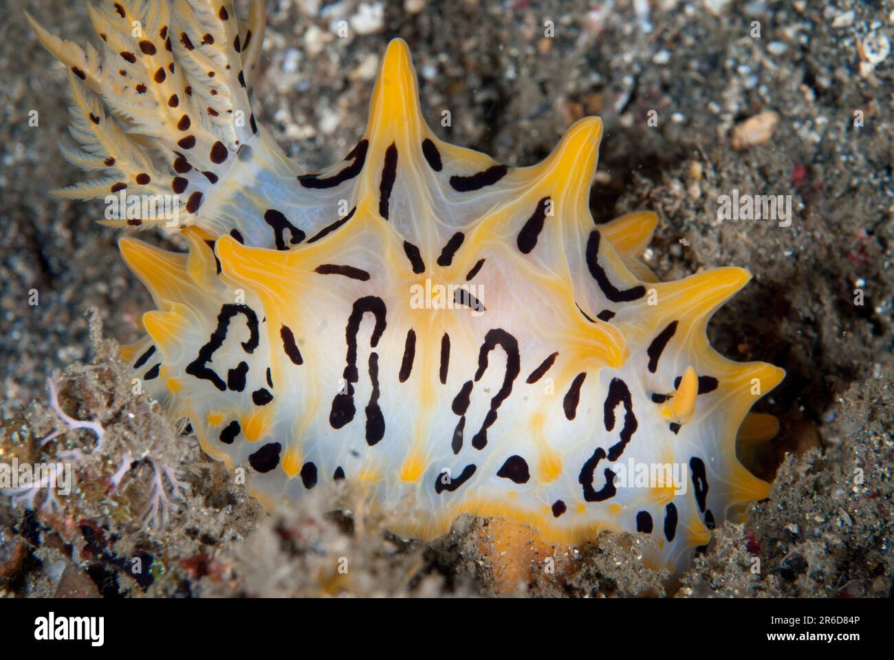 Okinawa halgerda nudibranch hi-res stock photography and images - Alamy