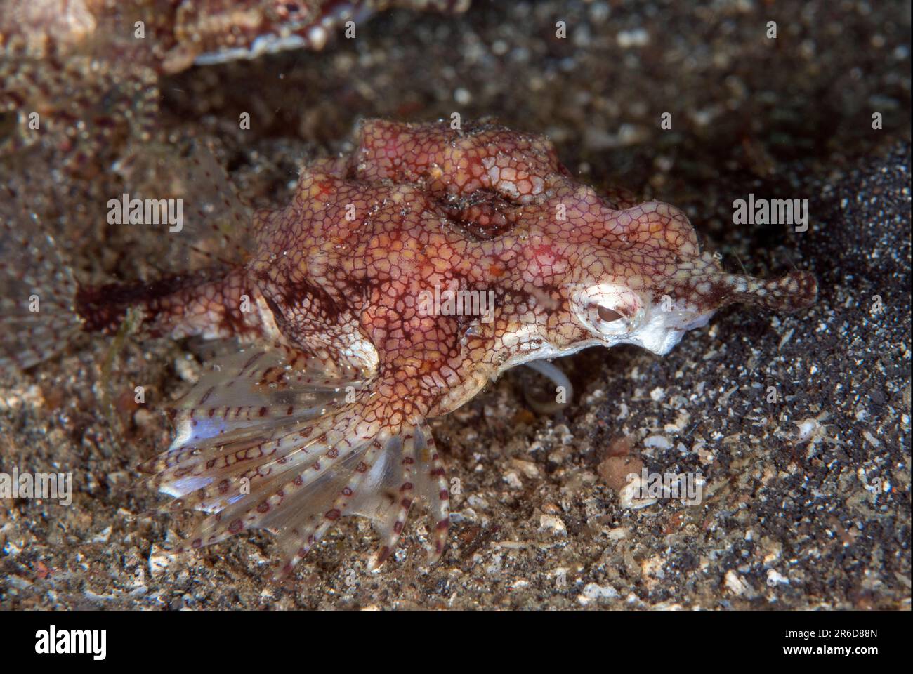 Pegasus Seamoth, Eurypegasus draconis, on sand, Nudi Retreat dive site ...