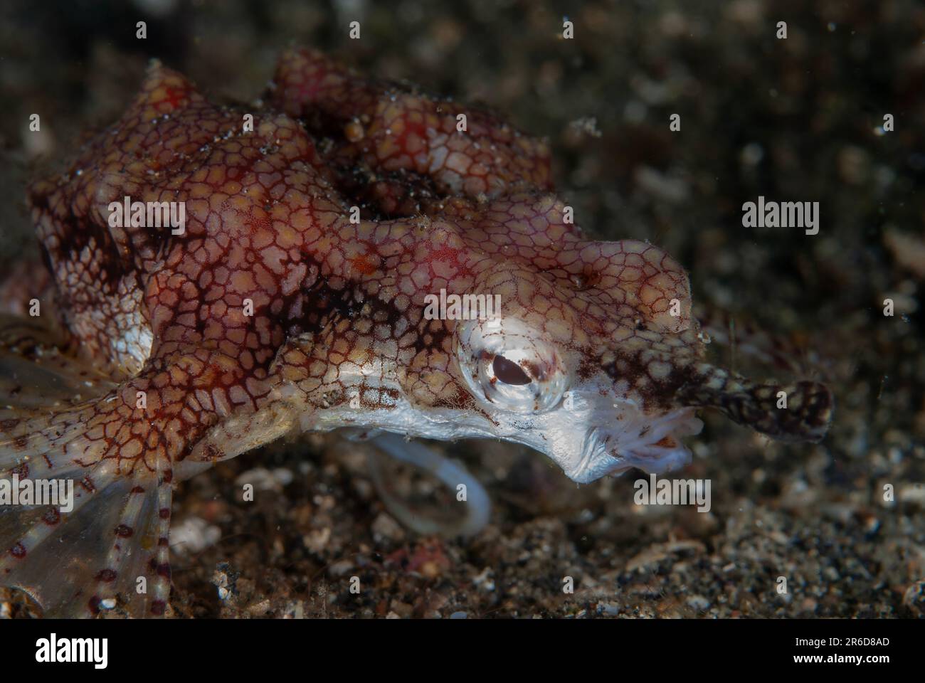 Pegasus Seamoth, Eurypegasus draconis, on sand, Nudi Retreat dive site ...