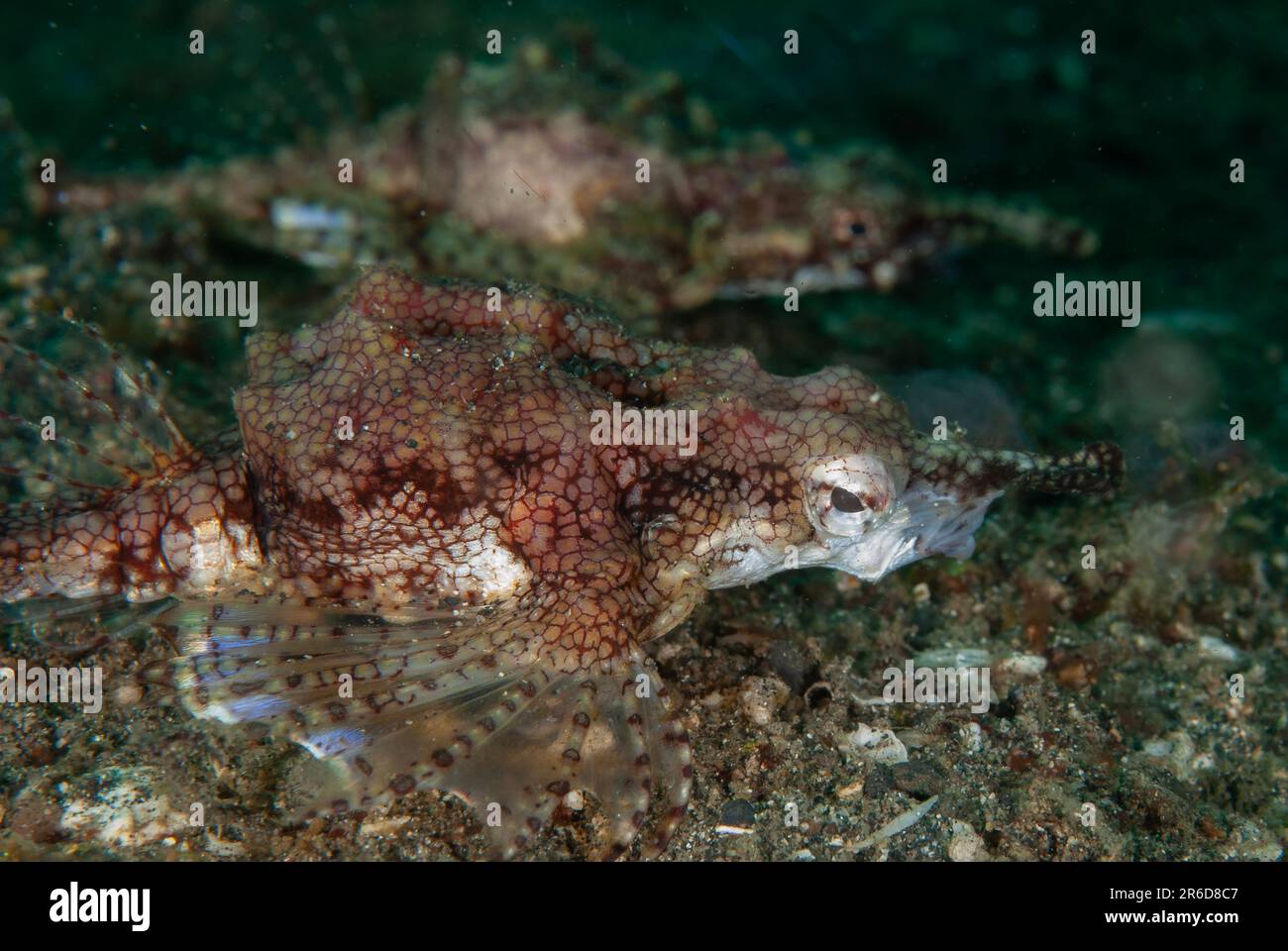 Pegasus Seamoth, Eurypegasus draconis, on sand, Nudi Retreat dive site ...