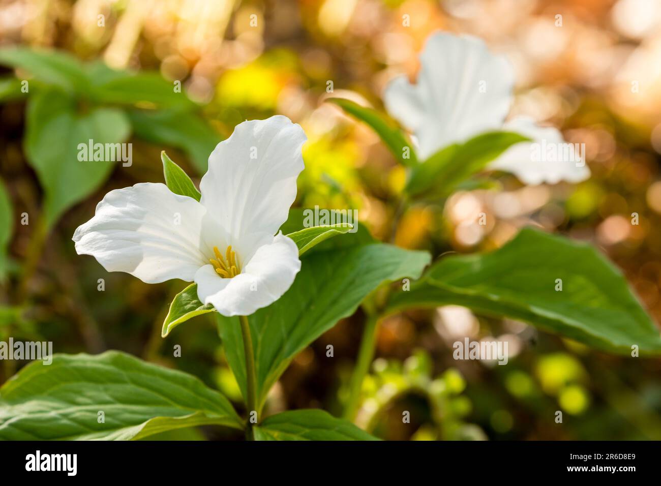 The white trillium (Trillium grandiflorum) serves as the official ...
