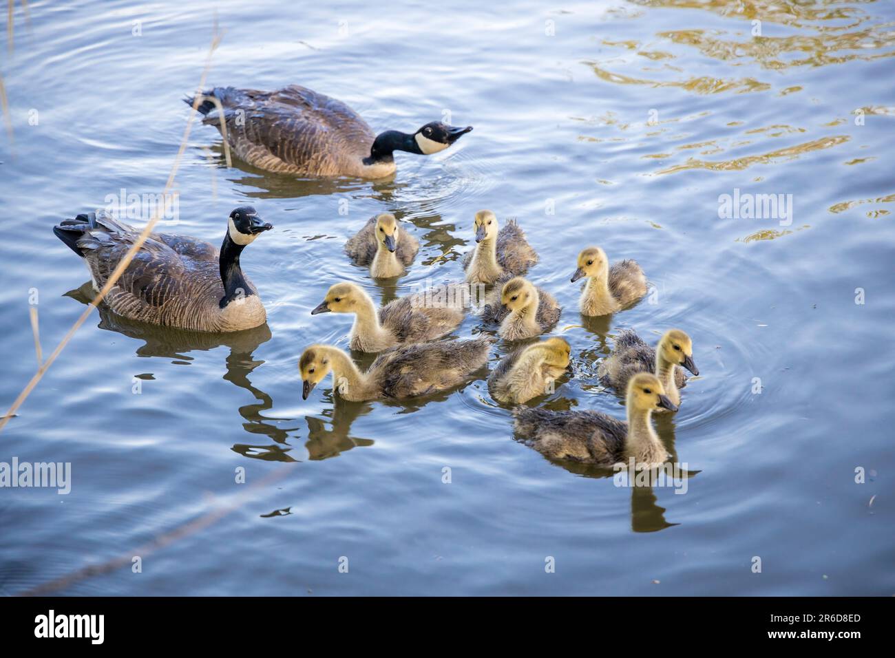 Family of geese. Two adult Canada Geese with a gaggle of goslings Stock ...