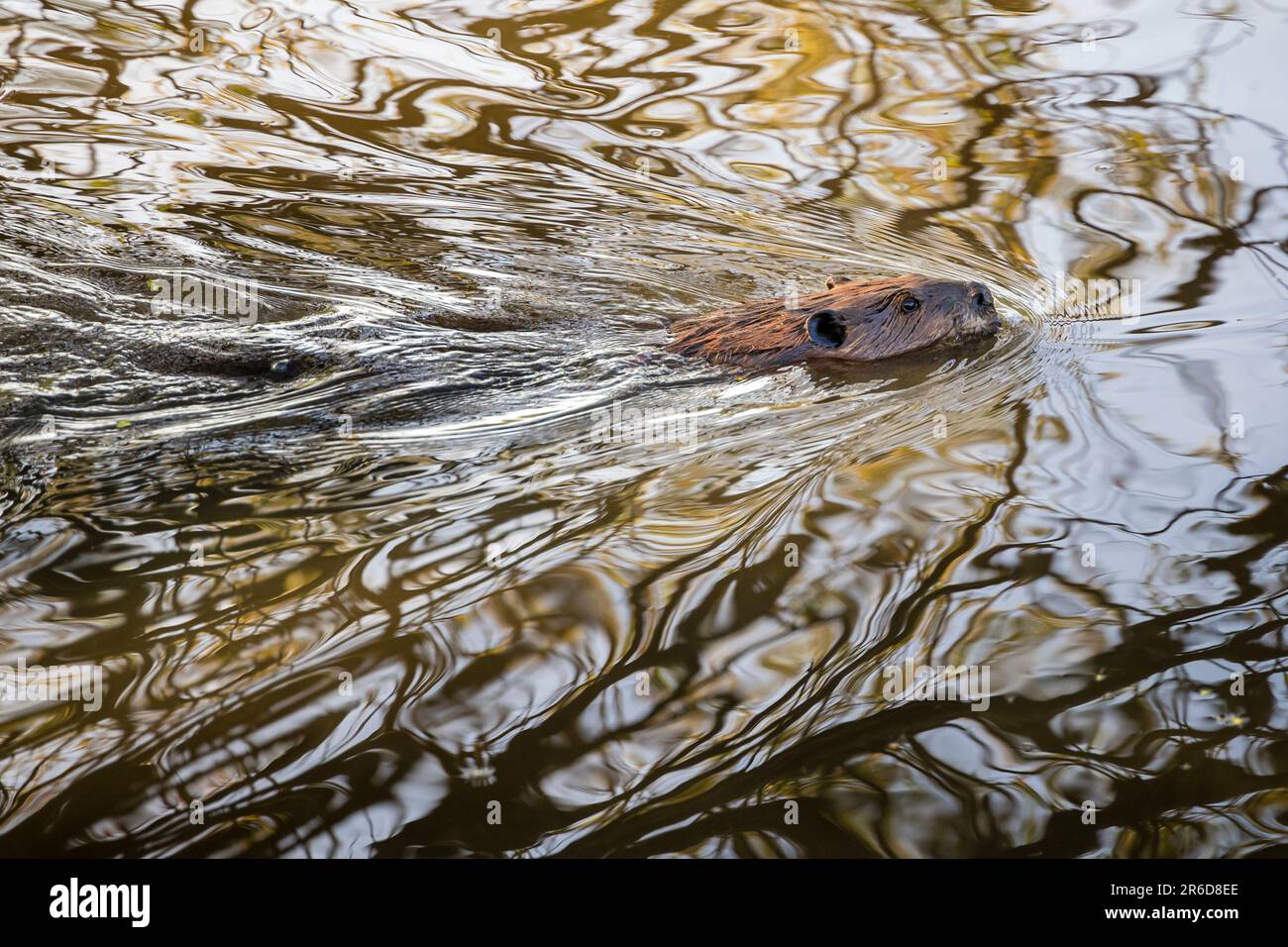 A lone beaver swimming with trees reflected in the water Stock Photo ...