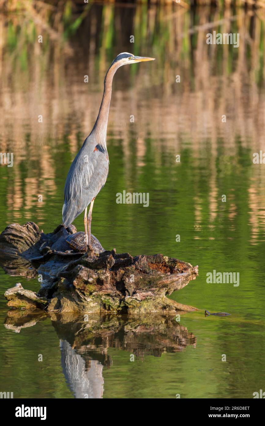 Great Blue Heron on an old tree stump in a marsh Stock Photo - Alamy