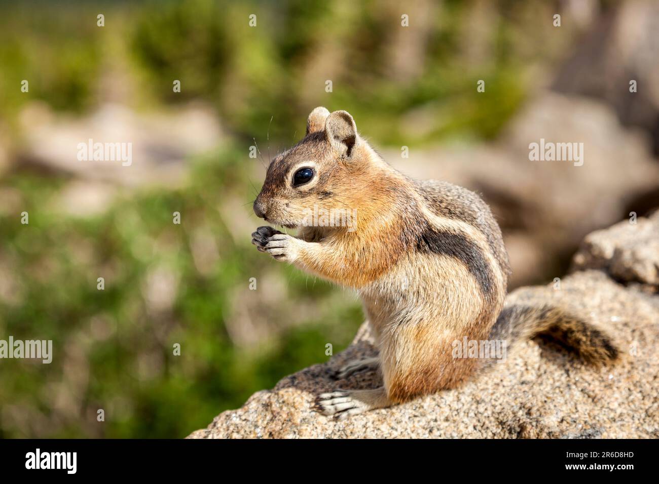 Chipmunk tail hi-res stock photography and images - Alamy