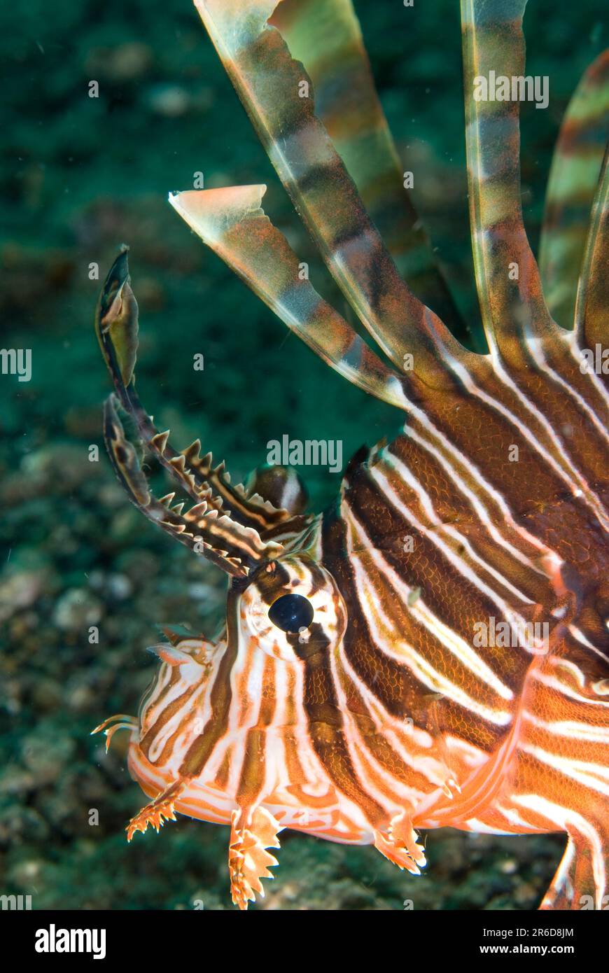 Common Lonfish, Pterois volitans, Sarena Besar dive site, Lembeh ...