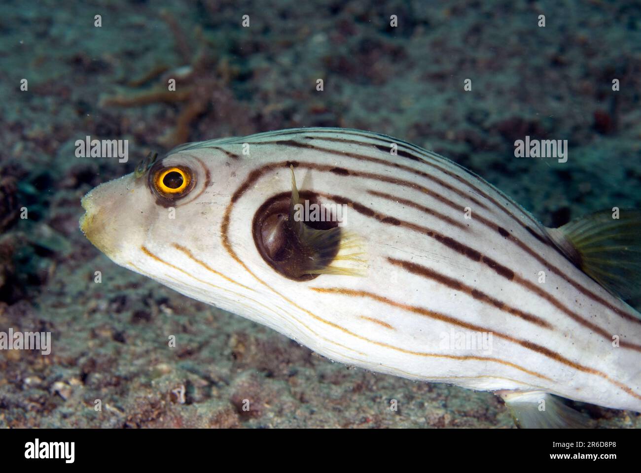 Narrow-lined Puffer, Arothron manilensis, Serena Besar dive site ...