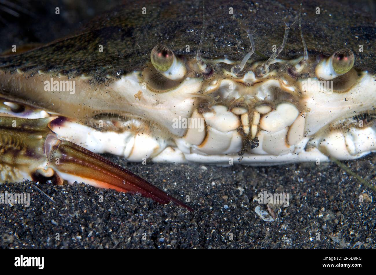 Swimming Crab, Portunus pelagicus, Aer Perang dive site, Lembeh Straits ...