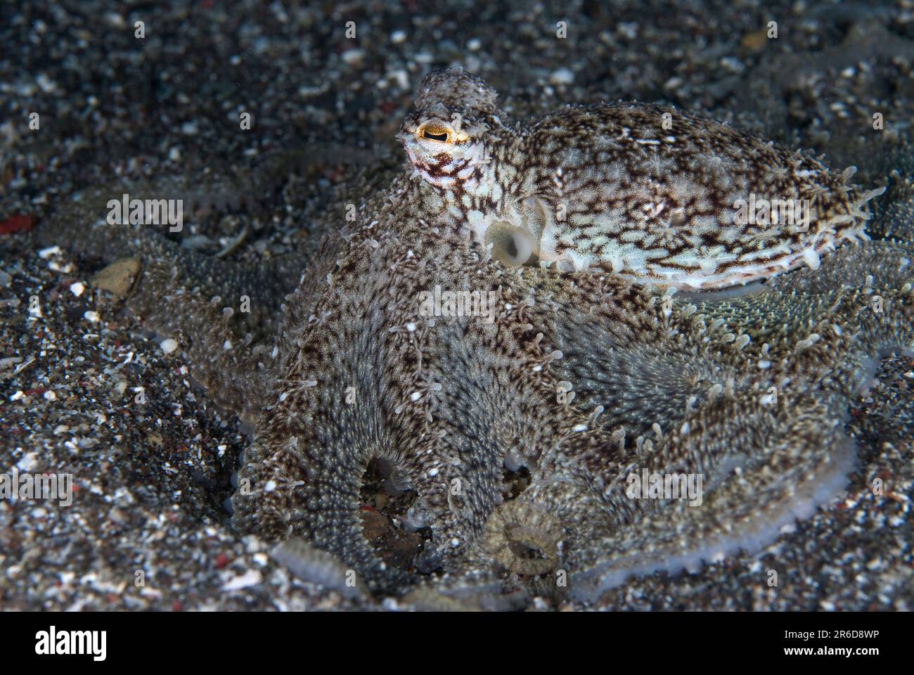 Long-armed Octopus, Octopus sp, on sand, Batu Sandar dive site, Lembeh ...