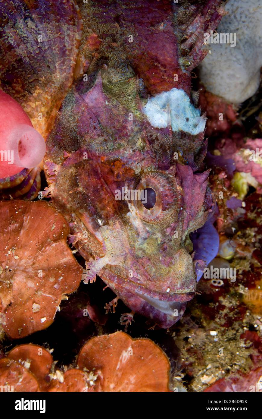 Growth tassled scorpionfish hi-res stock photography and images - Alamy