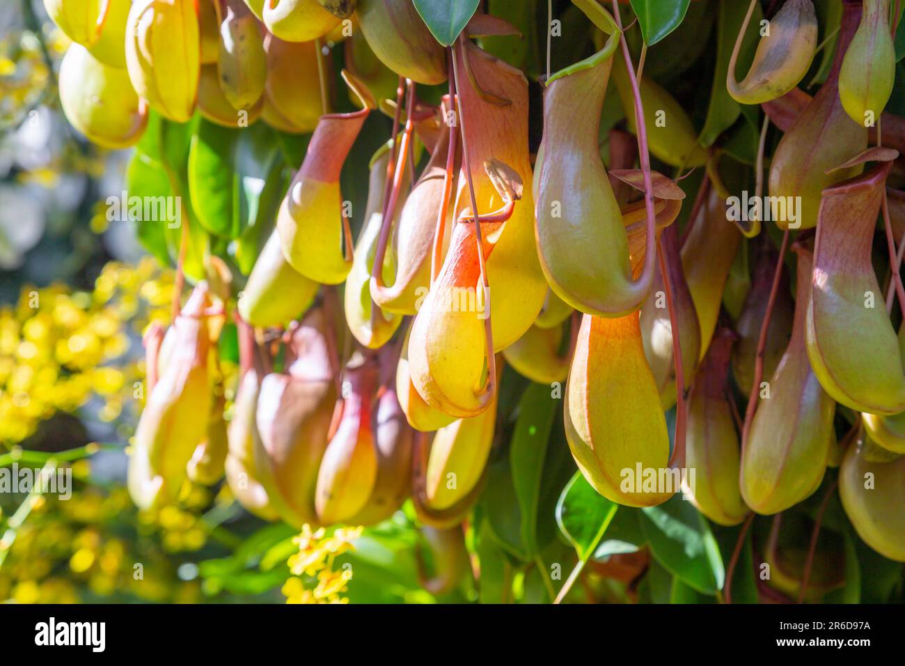 Leaves and pitcher of Nepenthes. Tropical carnivorous predatory plant ...