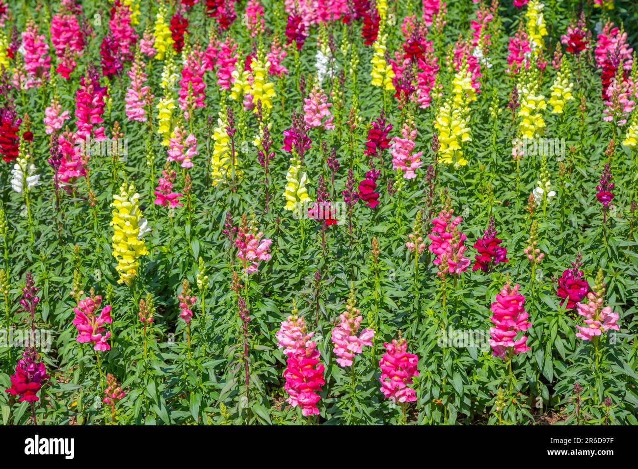 Colorful snapdragon flowers in a garden Stock Photo - Alamy