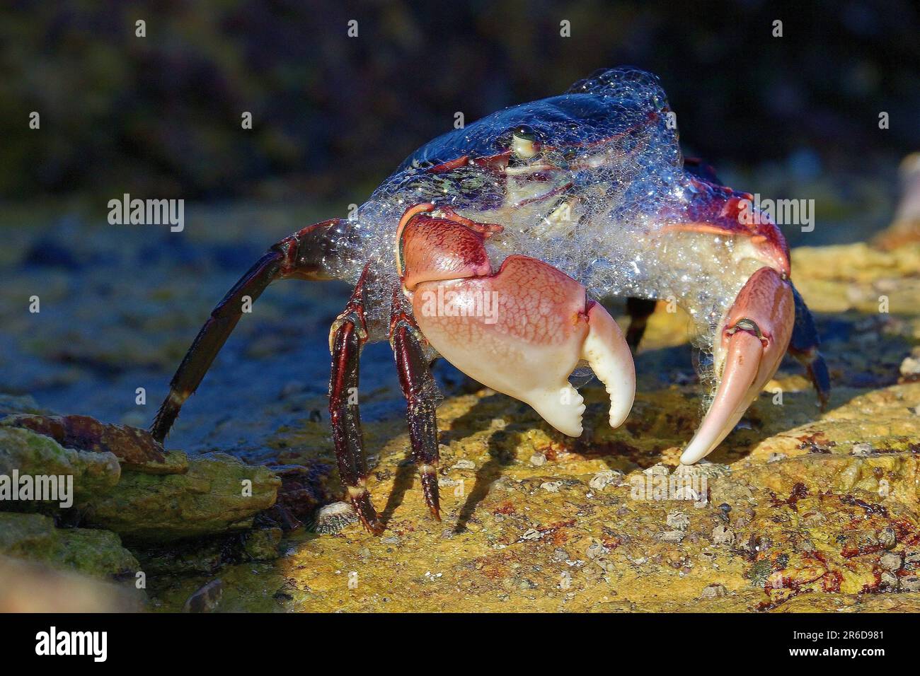 Pacific Grove, California, USA. 8th June, 2023. Crabs that spend part ...