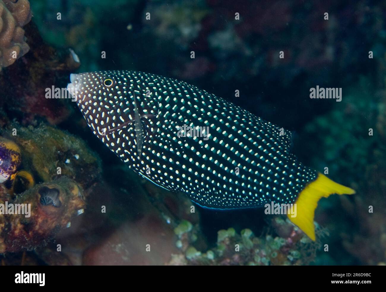 Juvenile White-spotted Wrasse, Anampses melanurus, Angel's WIndow dive ...