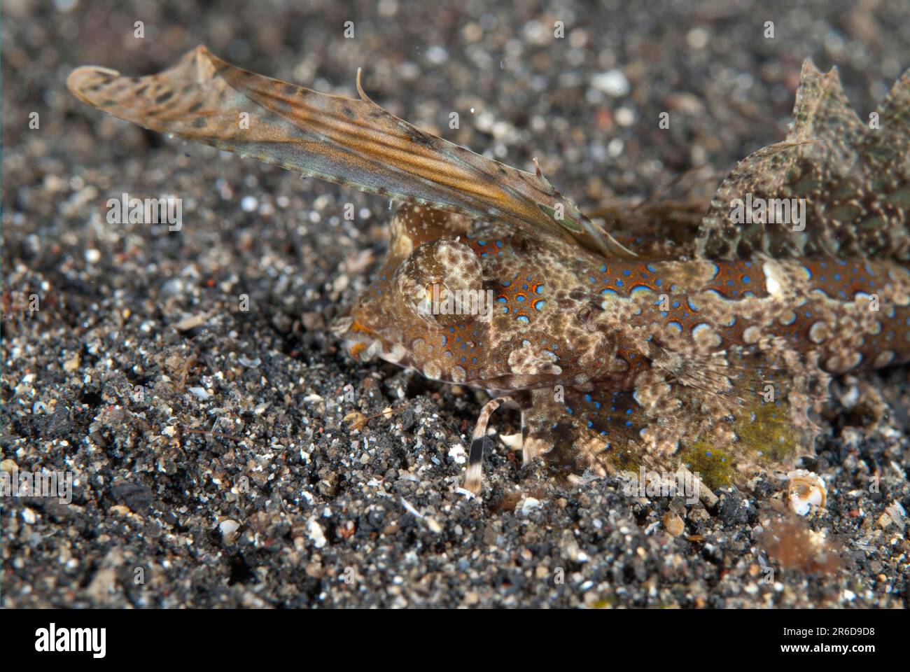 Kuiter's Dragonet, Dactylopus kuiteri, with extended fin on sand, Jahir ...