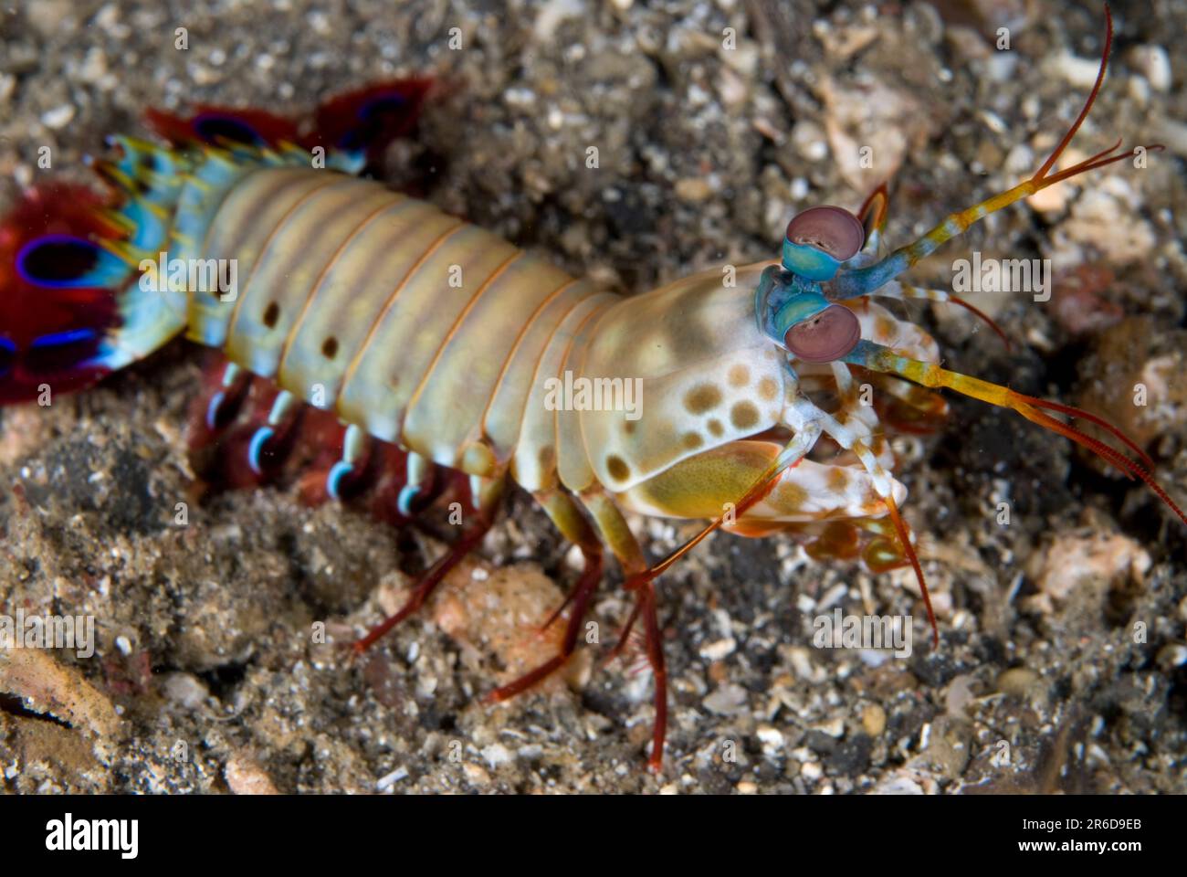 Smashing Mantis Shrimp, Odontodactylus scyllarus, night dive, Nudi ...