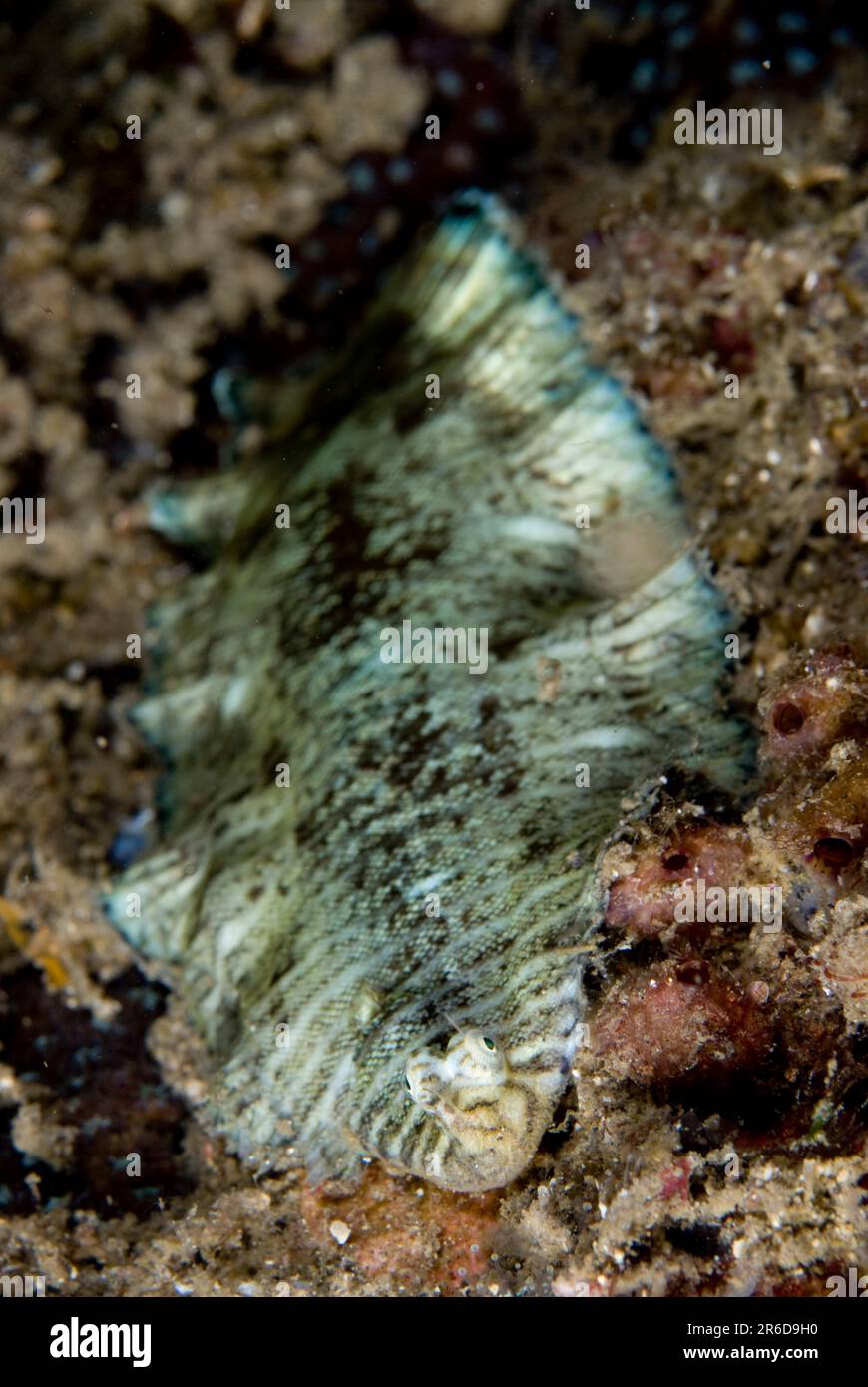 Green Banded Sole, Soleichthys heterorhinos, night dive, Nudi Falls ...