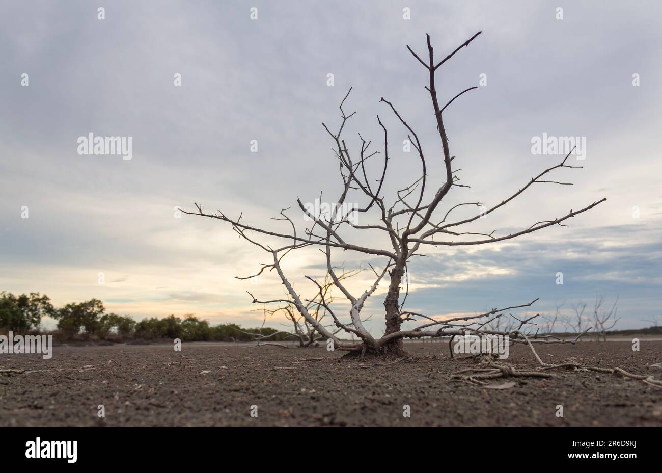 Dead tree on barren land hi-res stock photography and images - Alamy