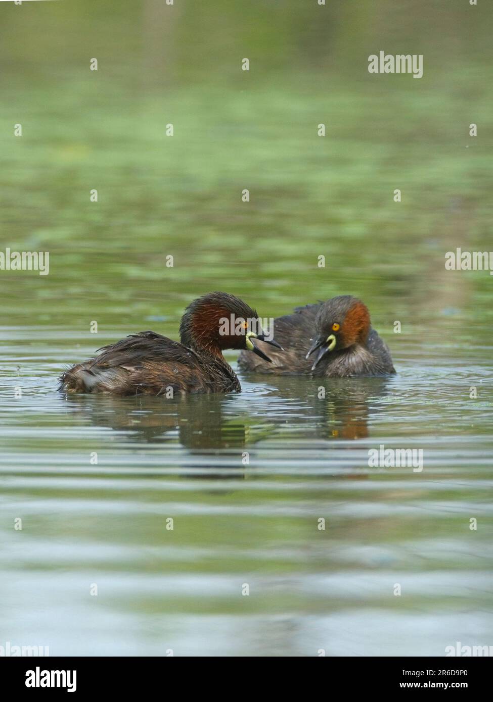 Tachybaptus ruficollis on lake hi-res stock photography and images - Alamy