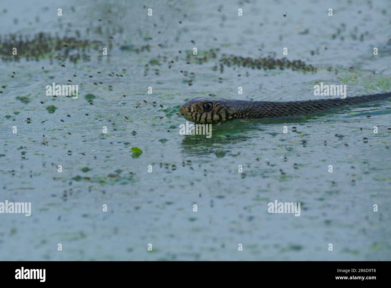 The Indian or oriental rat snake (Ptyas mucosa) territorial dispute ...