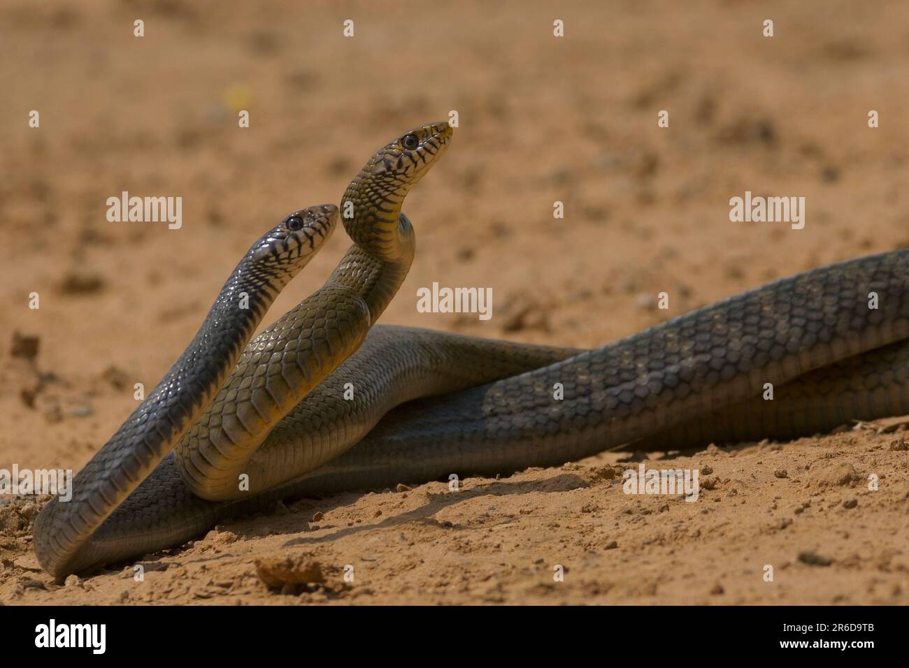 The Indian or oriental rat snake (Ptyas mucosa) territorial dispute ...