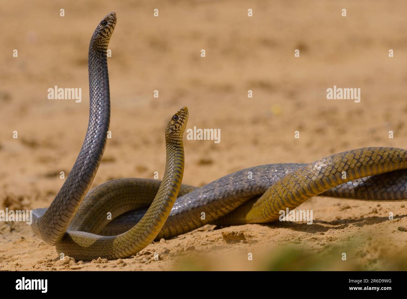 The Indian or oriental rat snake (Ptyas mucosa) territorial dispute ...