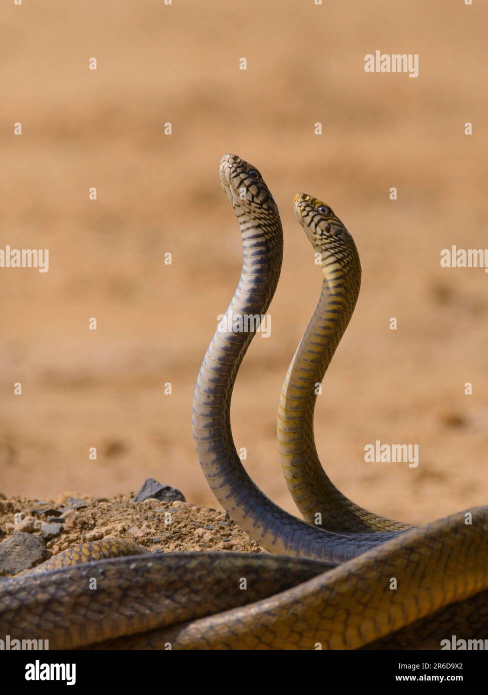 The Indian or oriental rat snake (Ptyas mucosa) territorial dispute ...