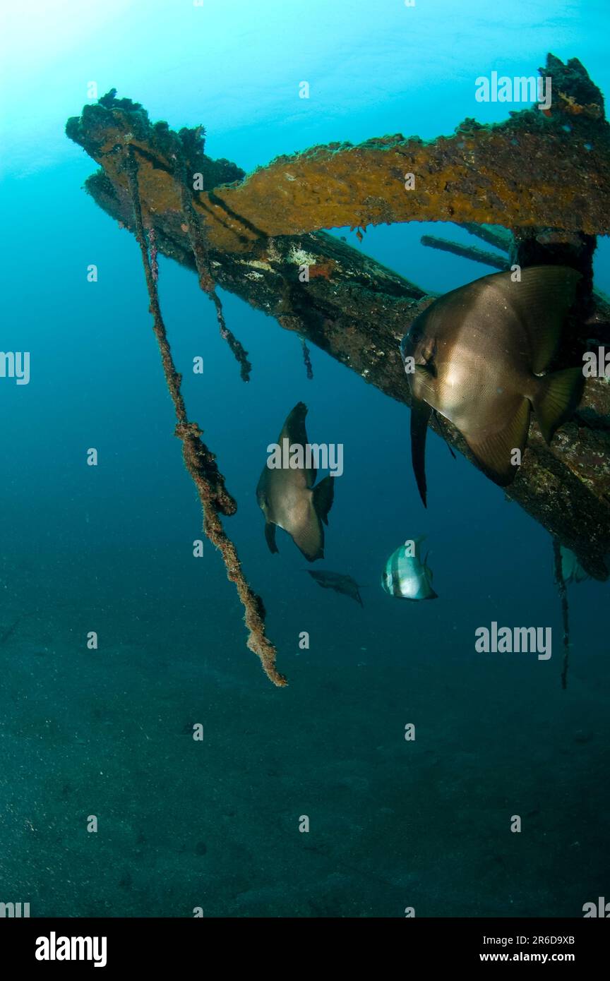 Batfish, Platax sp, at bow of boat wreck, Batu Merah dive site, Lembeh ...