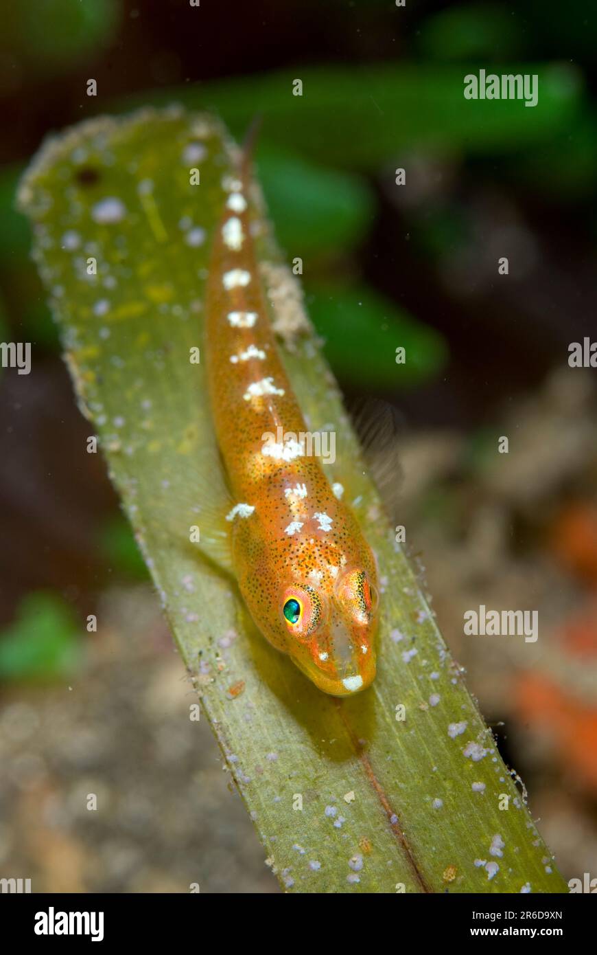 Common Ghostgoby, Pleurosicya mossambica, Pante Kecil dive site, Lembeh ...