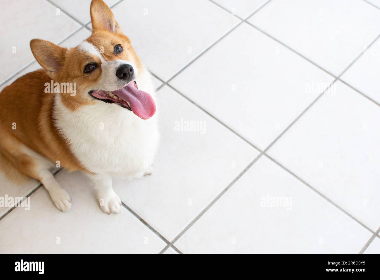 Portrait of Pembroke Welsh Corgi. Portrait of the dog looking at the ...