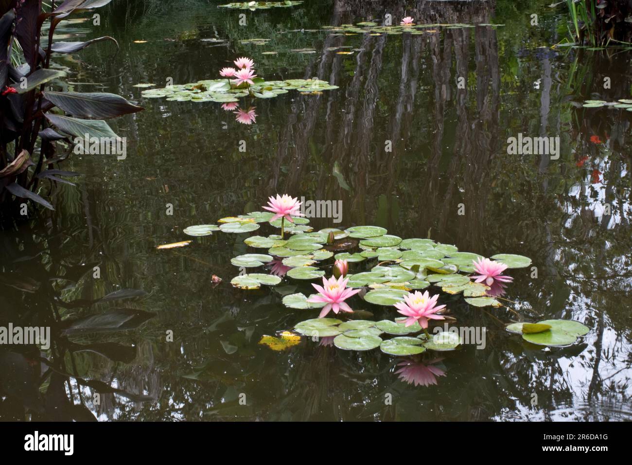 Tropical plants waterlilies with green leaves floating on a garden pond ...