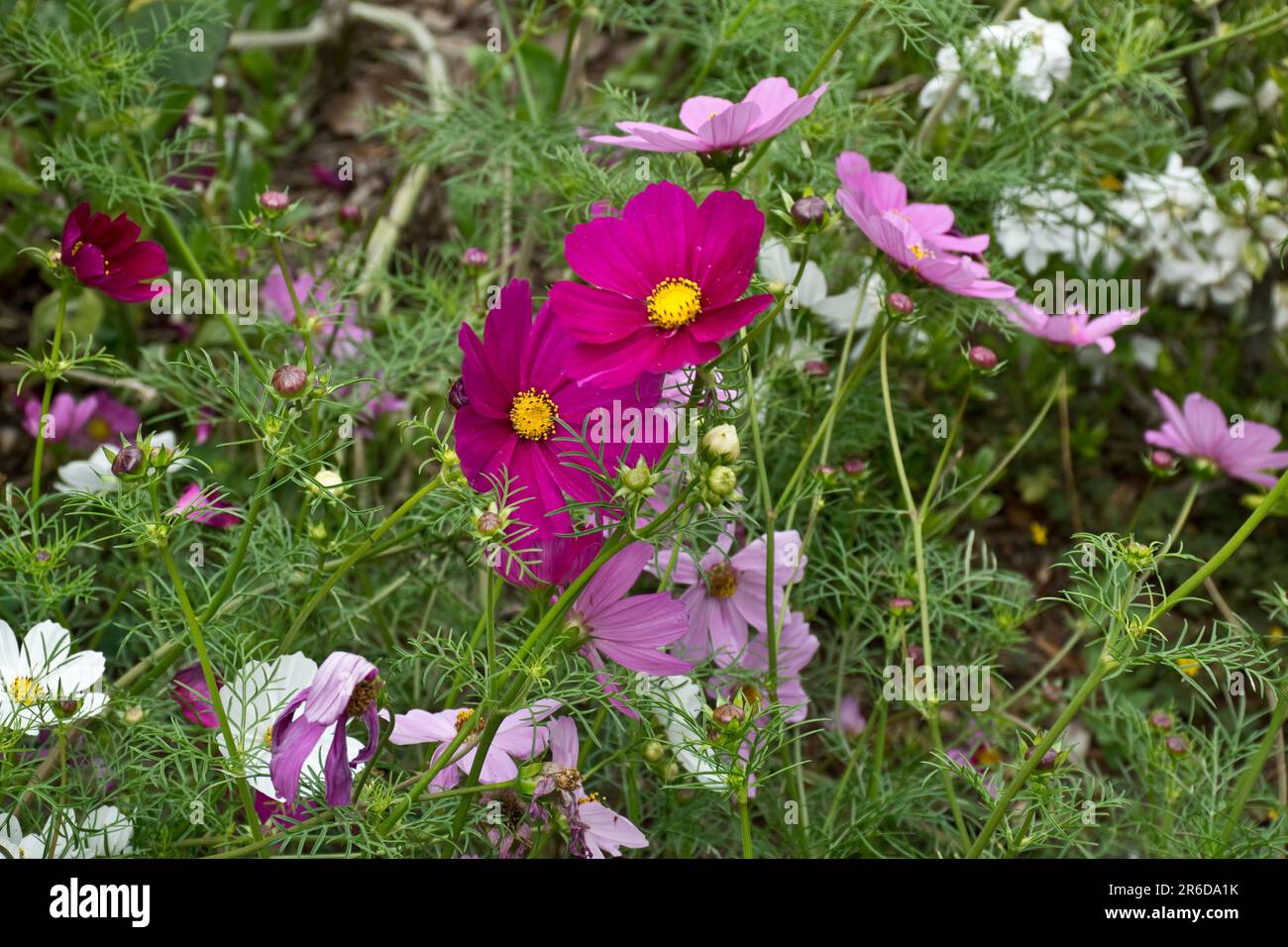 Beautiful crimson colored cosmo flowers blooming in Spring garden Stock ...