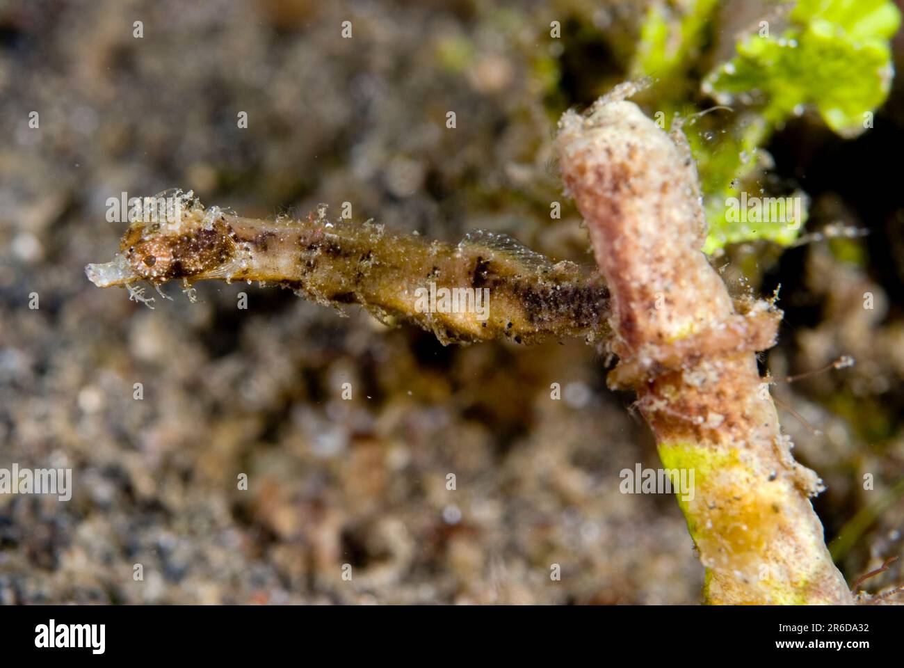 Shortpouch Pygmy Pipehorse, Acentronura brevipurula, Bronsel dive site ...