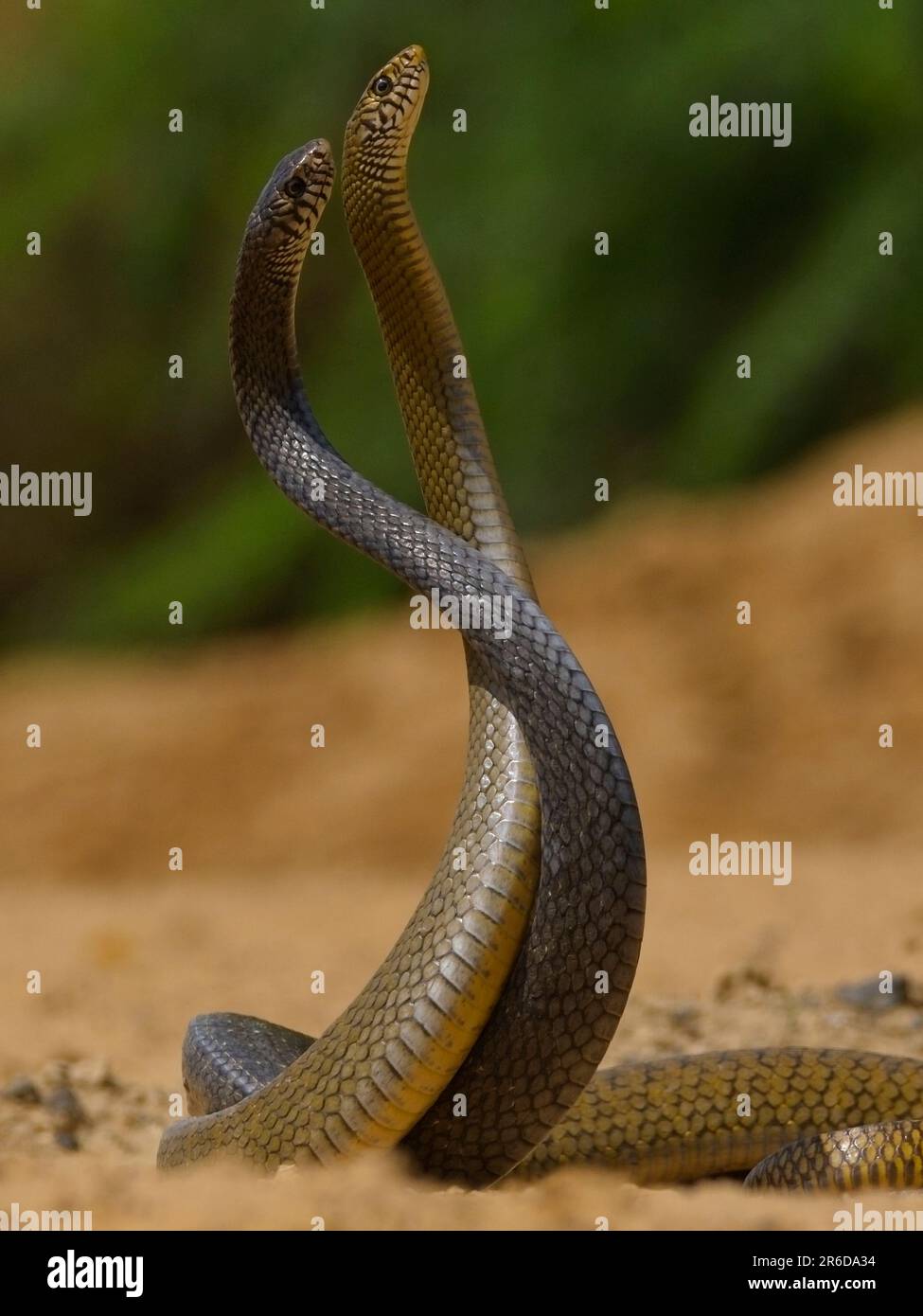 The Indian or oriental rat snake (Ptyas mucosa) territorial dispute ...