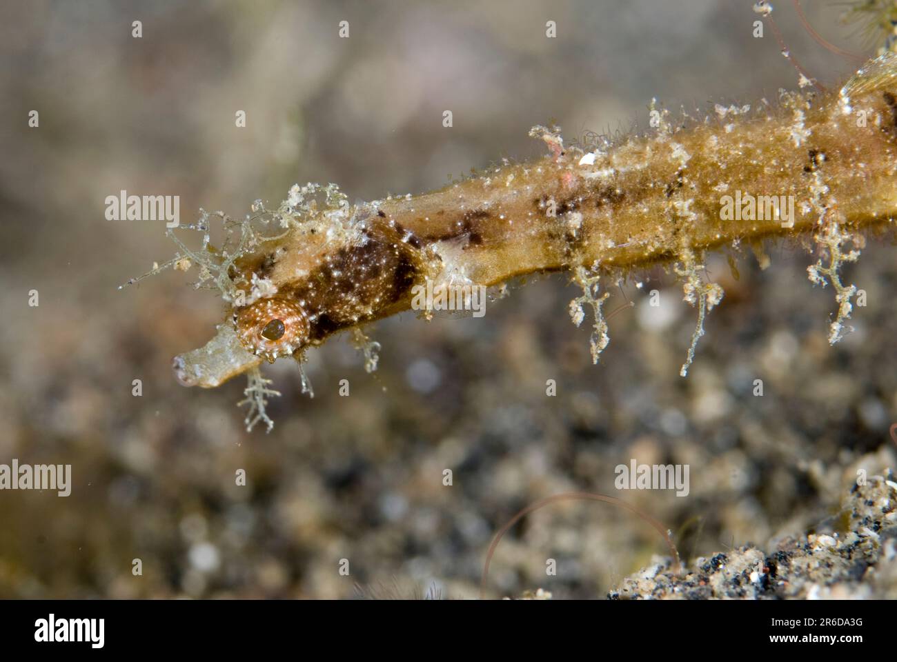 Shortpouch Pygmy Pipehorse, Acentronura brevipurula, Bronsel dive site ...